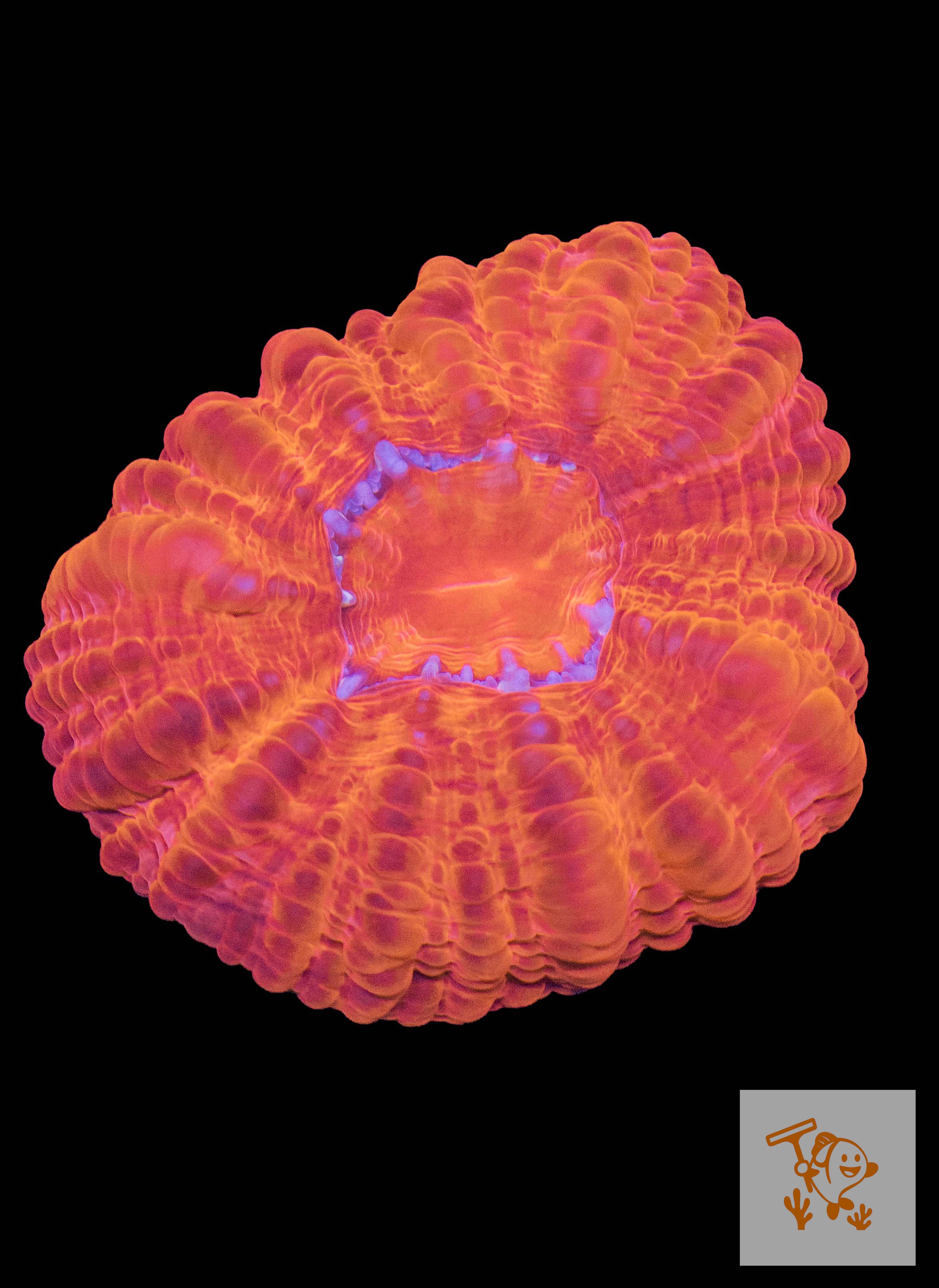 LPS Corals | Torch, Hammer & Frogspawn Corals | Kane Aquarium